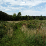 What is a healthy landscape? Therapeutic gardens and public realm ...